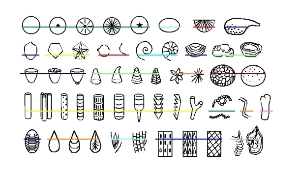 Dinosaur Fossil Identification Chart Outlet | emergencydentistry.com